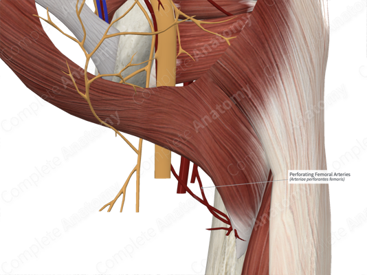 Right Femoral Artery Femoral Artery An Overview | ScienceDirect