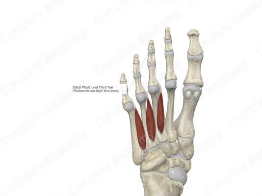 Distal Phalanx - an overview | ScienceDirect Topics