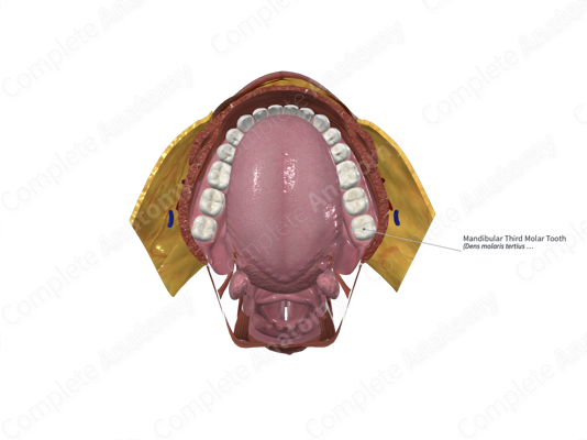 Left Mandibular Molars
