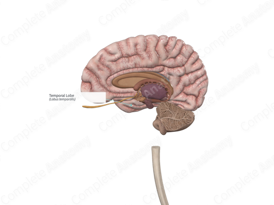 Temporal Lobe - an overview | ScienceDirect Topics