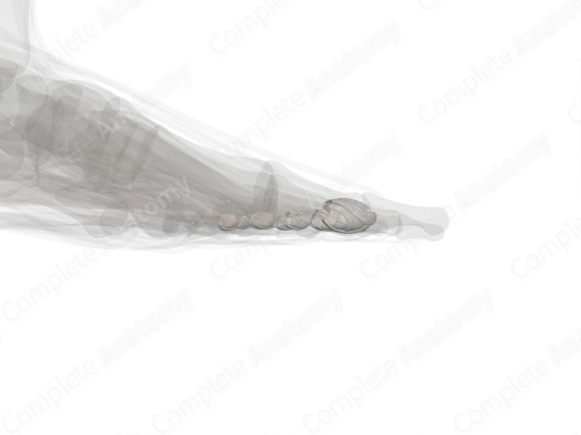 Toe Joint - an overview | ScienceDirect Topics