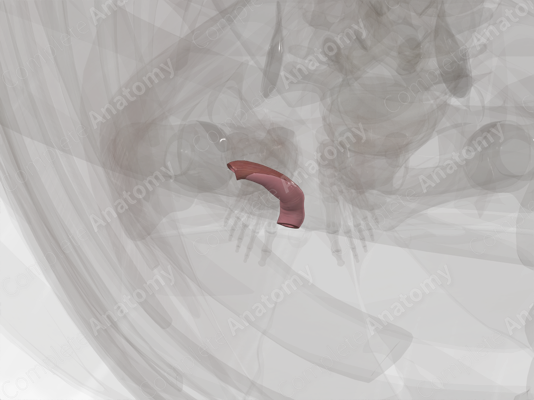 Terminal Ileum - an overview | ScienceDirect Topics