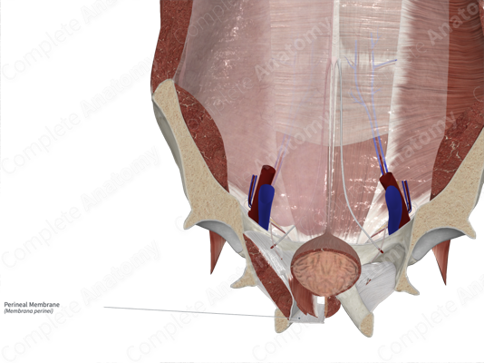 Perineal Membrane