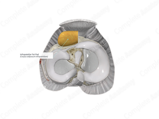 Infrapatellar Fat Pad - an overview | ScienceDirect Topics