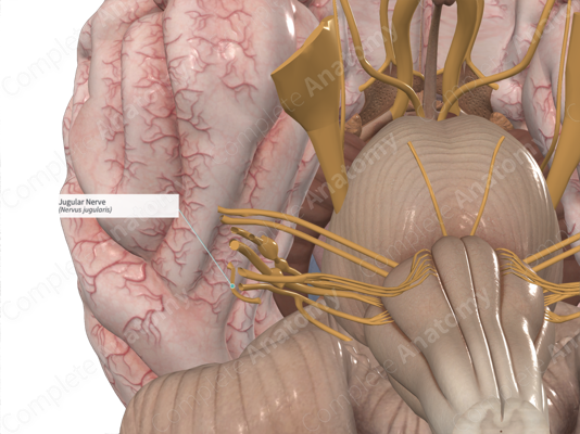 Sympathetic Nerve - an overview | ScienceDirect Topics