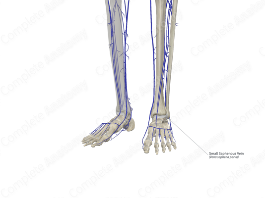 Small Saphenous Vein - an overview | ScienceDirect Topics