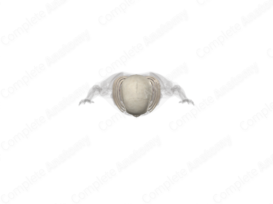 Axial Skeleton - an overview | ScienceDirect Topics