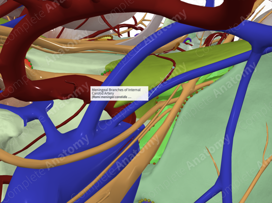 Internal Carotid Artery - an overview | ScienceDirect Topics