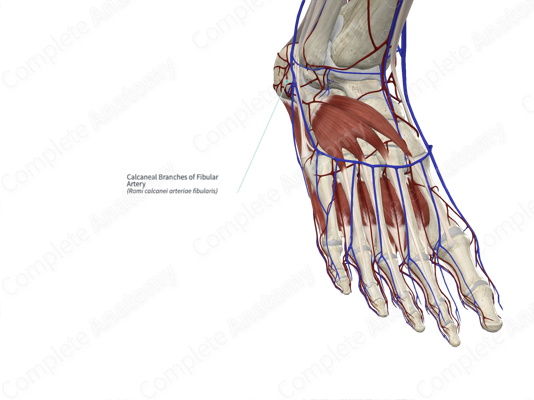 Fibular Artery - an overview | ScienceDirect Topics