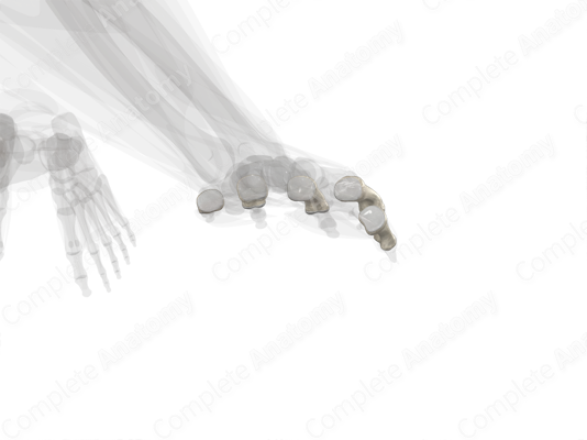 Proximal Phalanx - an overview | ScienceDirect Topics