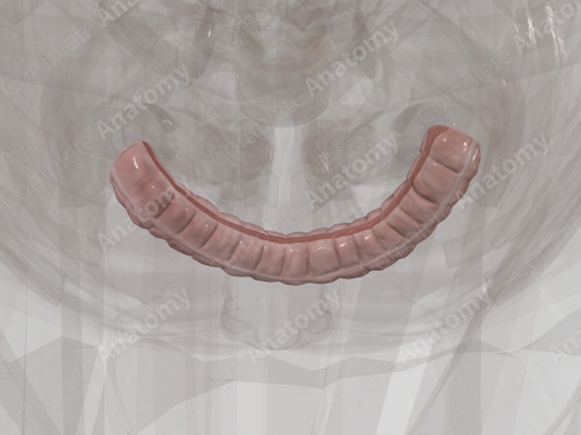 Transverse Colon - an overview | ScienceDirect Topics