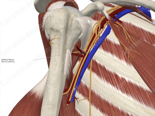 Axillary Nerve - an overview | ScienceDirect Topics
