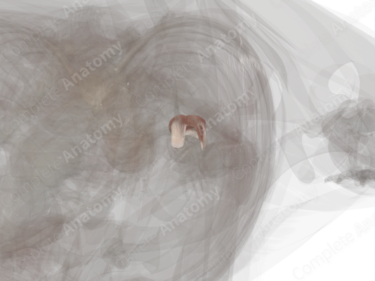 Triceps Surae Muscle - an overview | ScienceDirect Topics