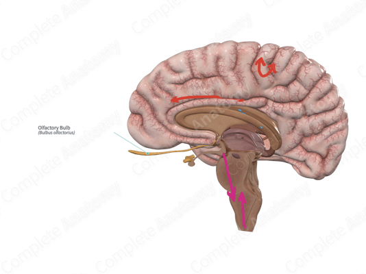 Olfactory Bulb Anatomy