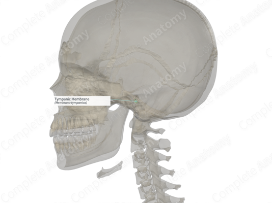 Eardrum - an overview | ScienceDirect Topics