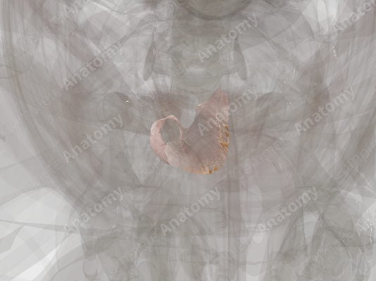 Lesser Omentum - an overview | ScienceDirect Topics