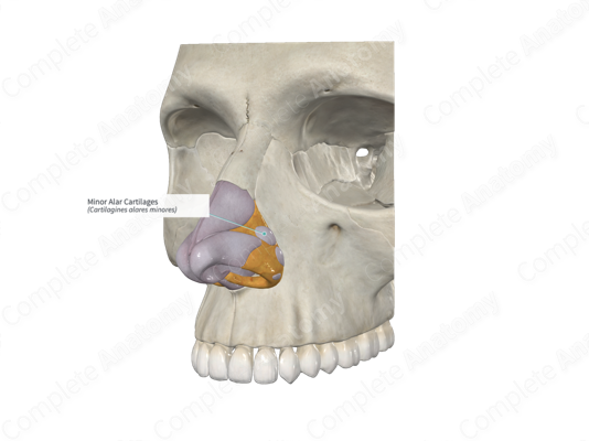 Nasal Cartilages - an overview | ScienceDirect Topics