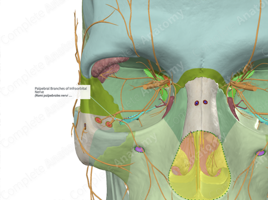 Infraorbital Nerve