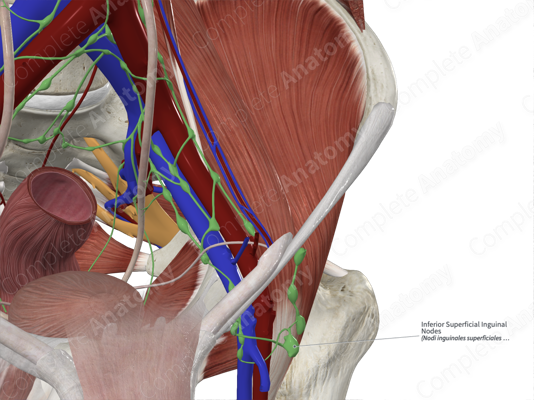 Inguinal Lymph Node - an overview | ScienceDirect Topics
