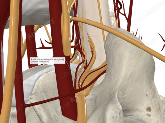 Radicular Artery - an overview | ScienceDirect Topics