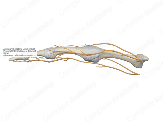 Ulnar Collateral Ligament (Thumb) - an overview | ScienceDirect Topics