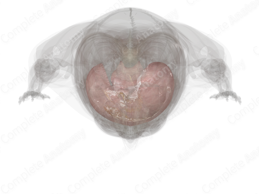 Peritoneum - an overview | ScienceDirect Topics
