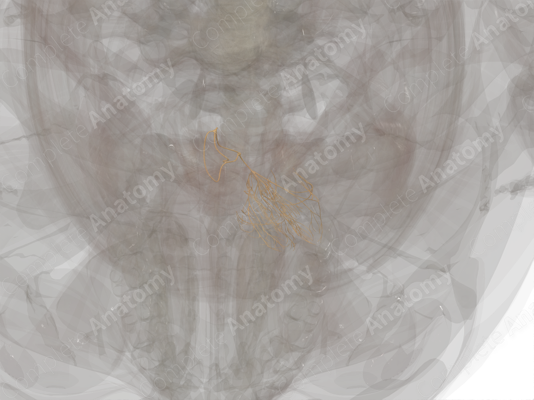 Conduction System of Heart - an overview | ScienceDirect Topics