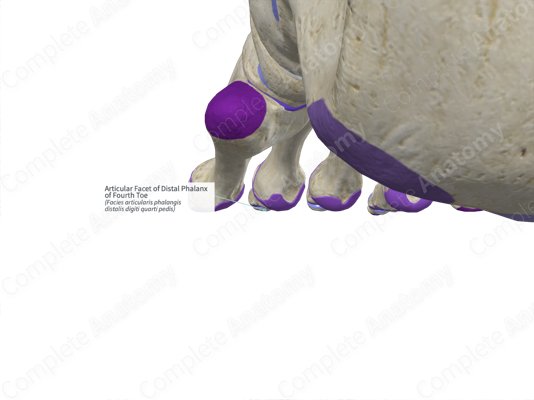 Distal Phalanx - an overview | ScienceDirect Topics