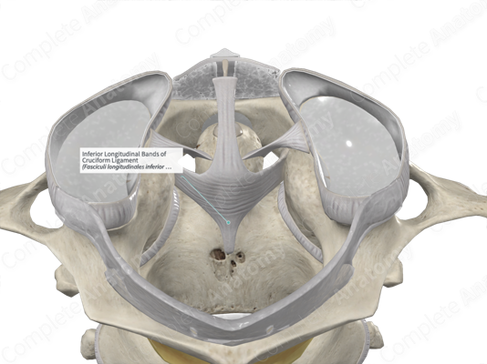 Transverse Ligament Cervical Spine