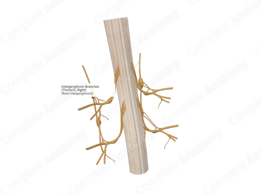 Chest - an overview | ScienceDirect Topics