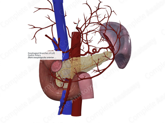 Gastric Vascularisation STAT3 Activation Regulates Growth,
