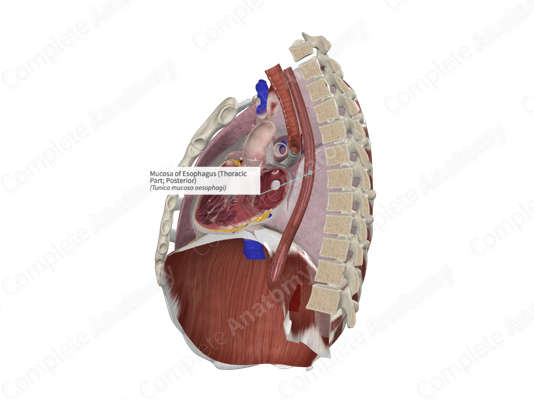 Esophagus Mucosa - an overview | ScienceDirect Topics