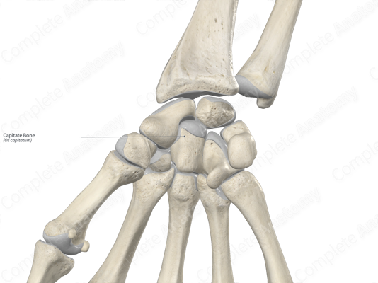 Capitate Bone - an overview | ScienceDirect Topics