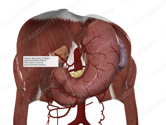 Gastric Artery - an overview | ScienceDirect Topics