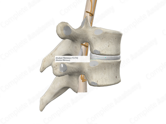 Annulus Fibrosus - an overview | ScienceDirect Topics