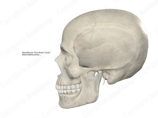 Mandibular First Molar - an overview | ScienceDirect Topics