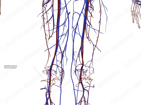 Popliteal Artery - an overview | ScienceDirect Topics
