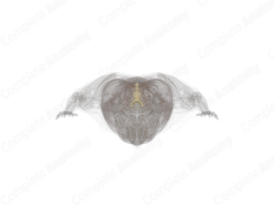 Ligamentum flavum - an overview | ScienceDirect Topics