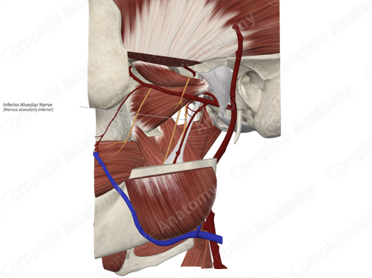 Inferior Labial Nerve