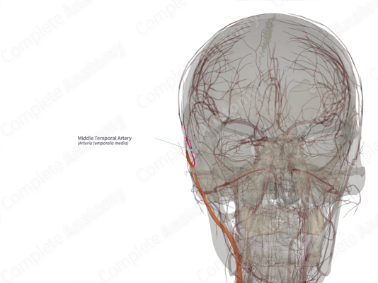 Temporal Artery - an overview | ScienceDirect Topics