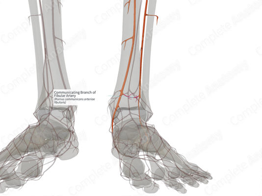 Fibular Artery - an overview | ScienceDirect Topics
