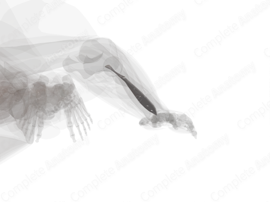 Radioulnar Joint - an overview | ScienceDirect Topics