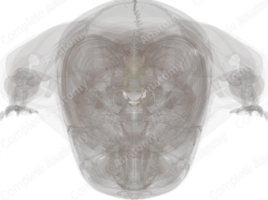 Atlantoaxial Joint - an overview | ScienceDirect Topics