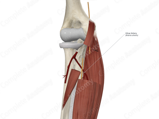 Ulnar Artery - an overview | ScienceDirect Topics