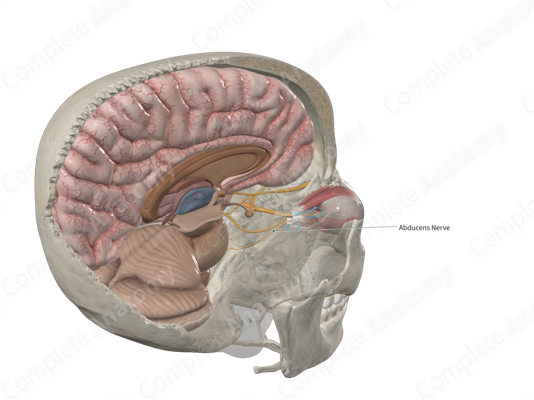 Abducens Nerve - an overview | ScienceDirect Topics