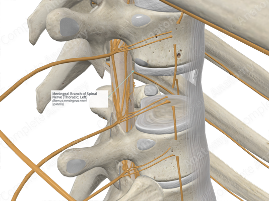 Spinal Nerve - an overview | ScienceDirect Topics