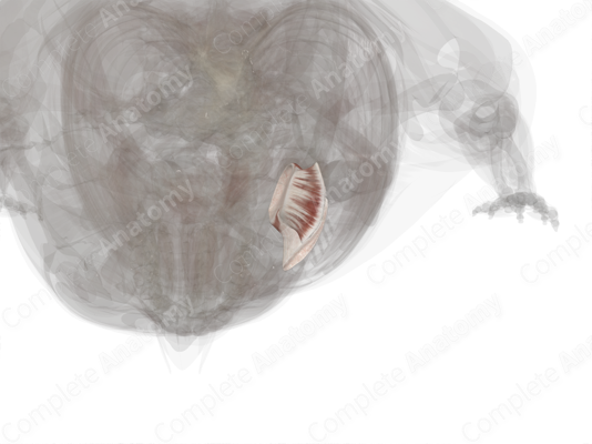 Masseter Muscle - an overview | ScienceDirect Topics