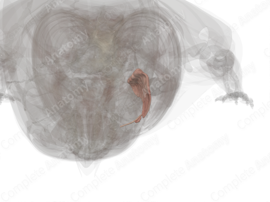 Parotid Gland - an overview | ScienceDirect Topics