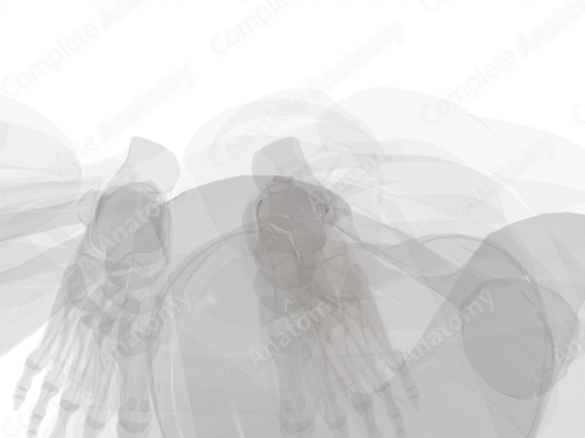 Subtalar Joint - an overview | ScienceDirect Topics