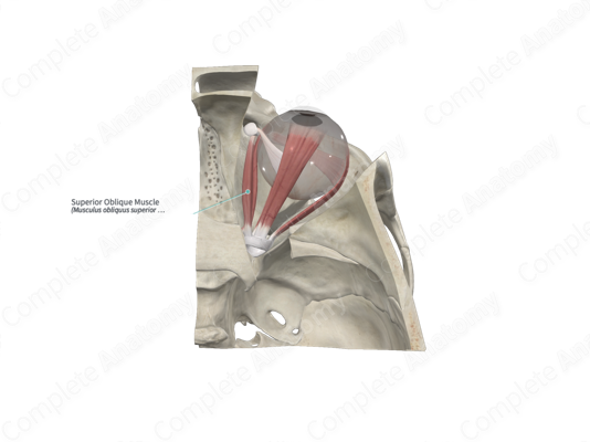 Superior Oblique Muscle - an overview | ScienceDirect Topics